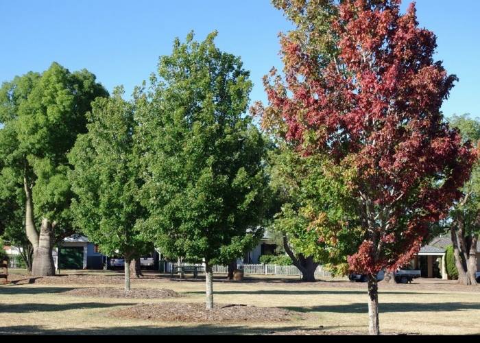 Toowoomba Tree Farms