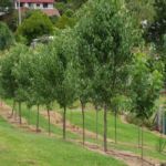 Gallery - Toowoomba Tree Farms