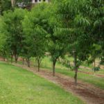 Gallery - Toowoomba Tree Farms