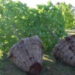 Gallery - Toowoomba Tree Farms