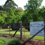 Gallery - Toowoomba Tree Farms